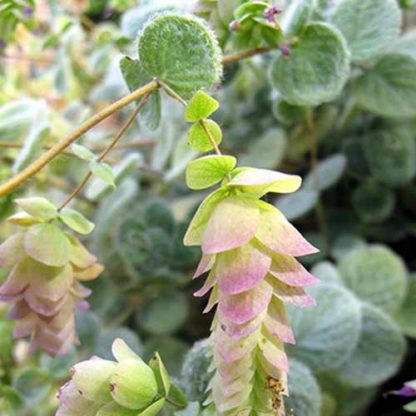 Bienfaits du Dictame de Crète - L'Esprit Crétois